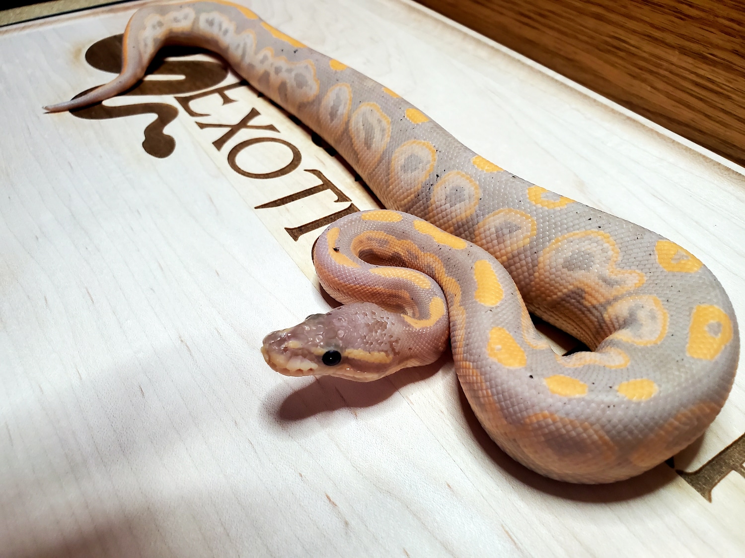 Banana Black Nightmare Ball Python by Morningstar Exotics - MorphMarket