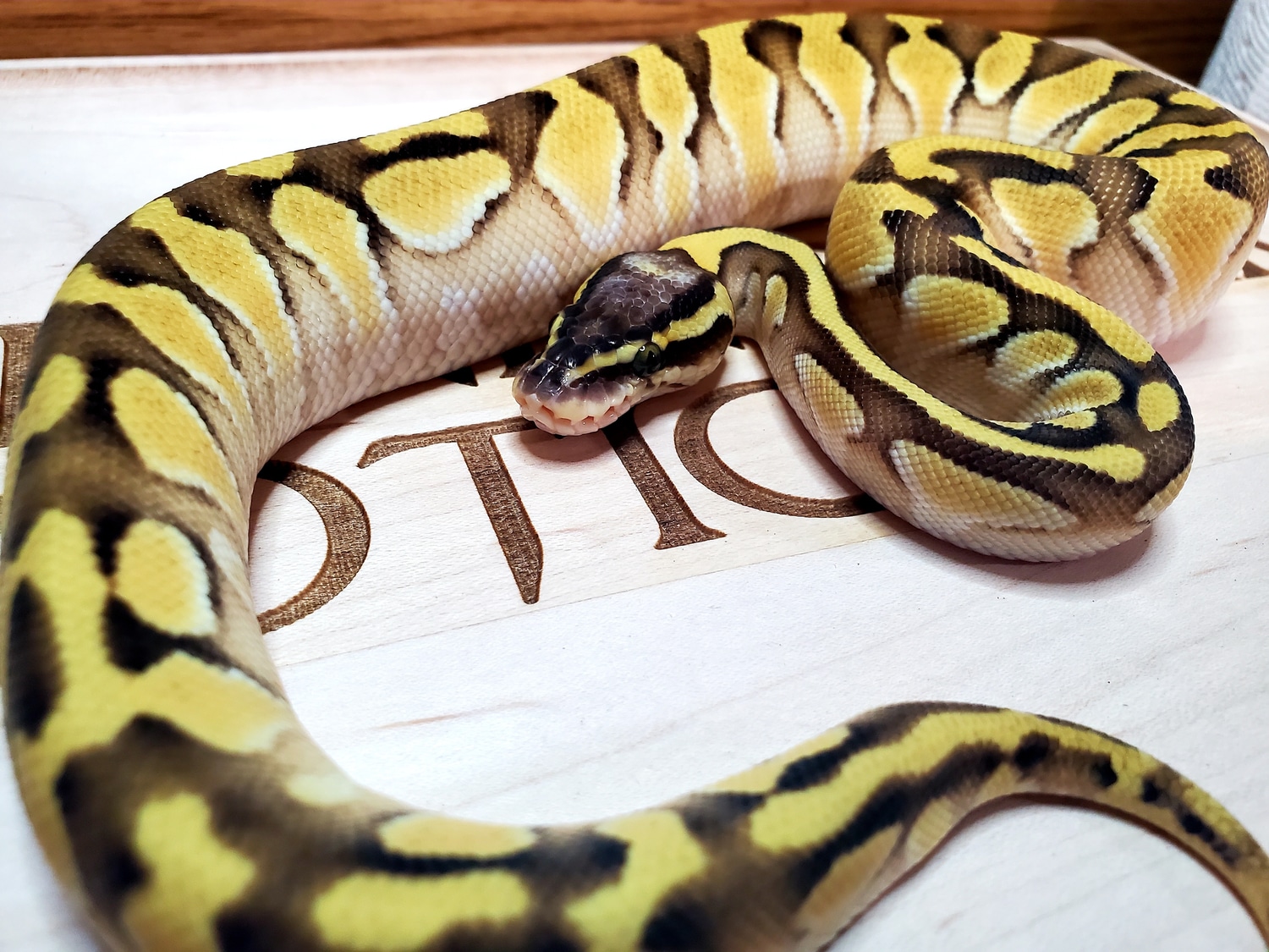 Pastel Butter Enchi 100% Het TSK Axanthic 66% Het Clown Ball Python by ...