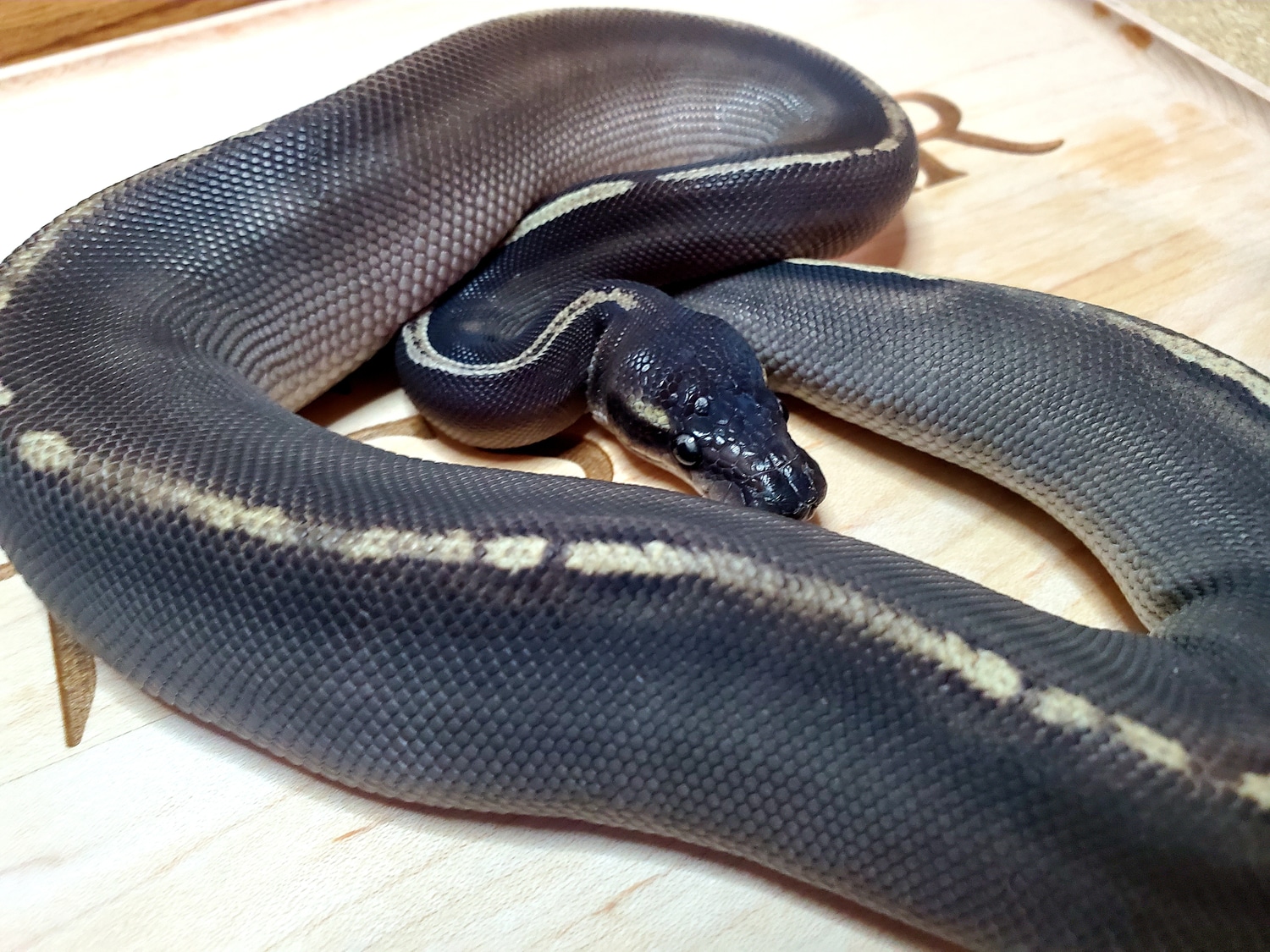GHI Mojave Blackhead Ball Python by Morningstar Exotics - MorphMarket