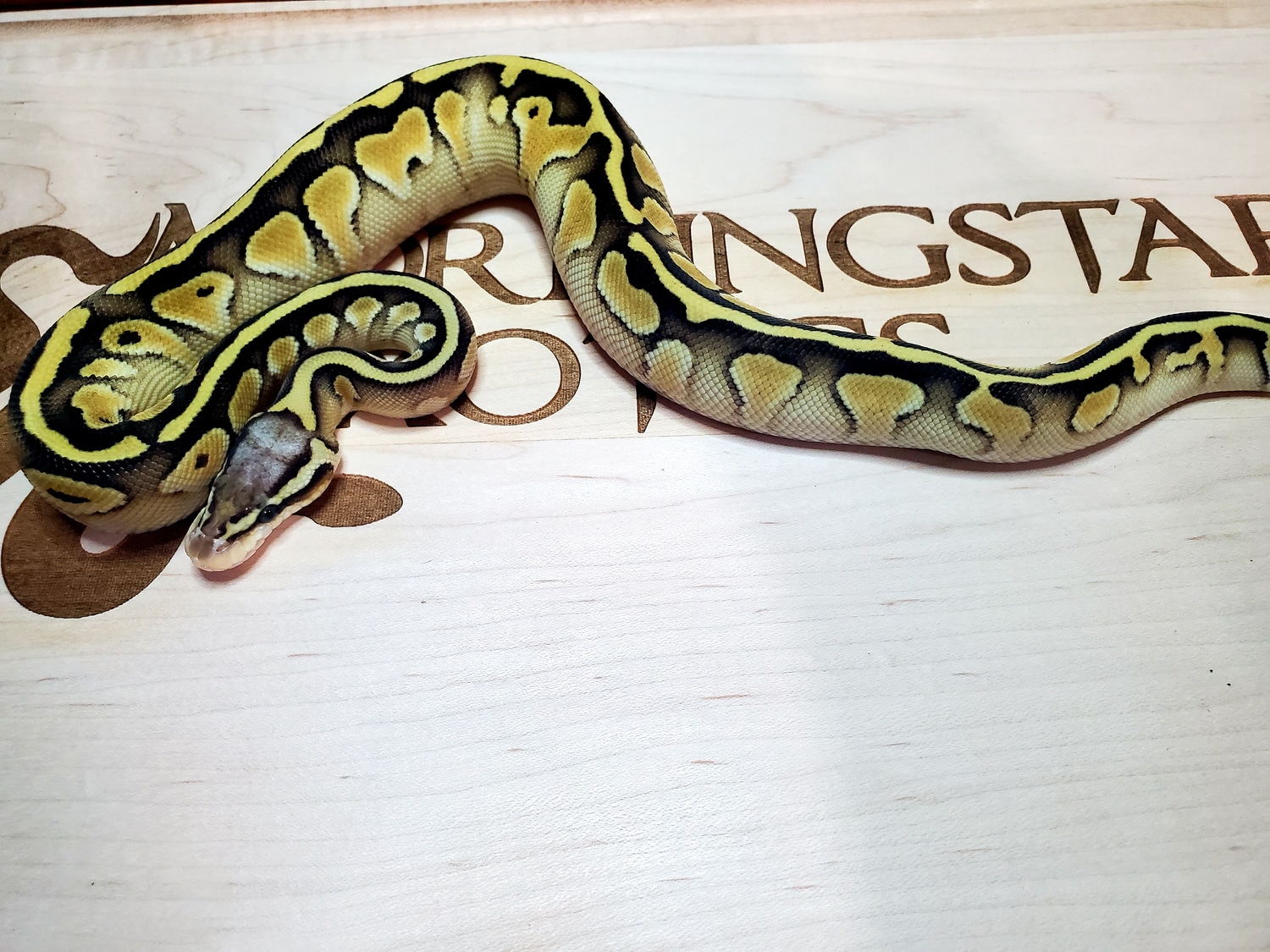 Pastel Butter 100% Het TSK Axanthic 66% Het Clown Ball Python by ...
