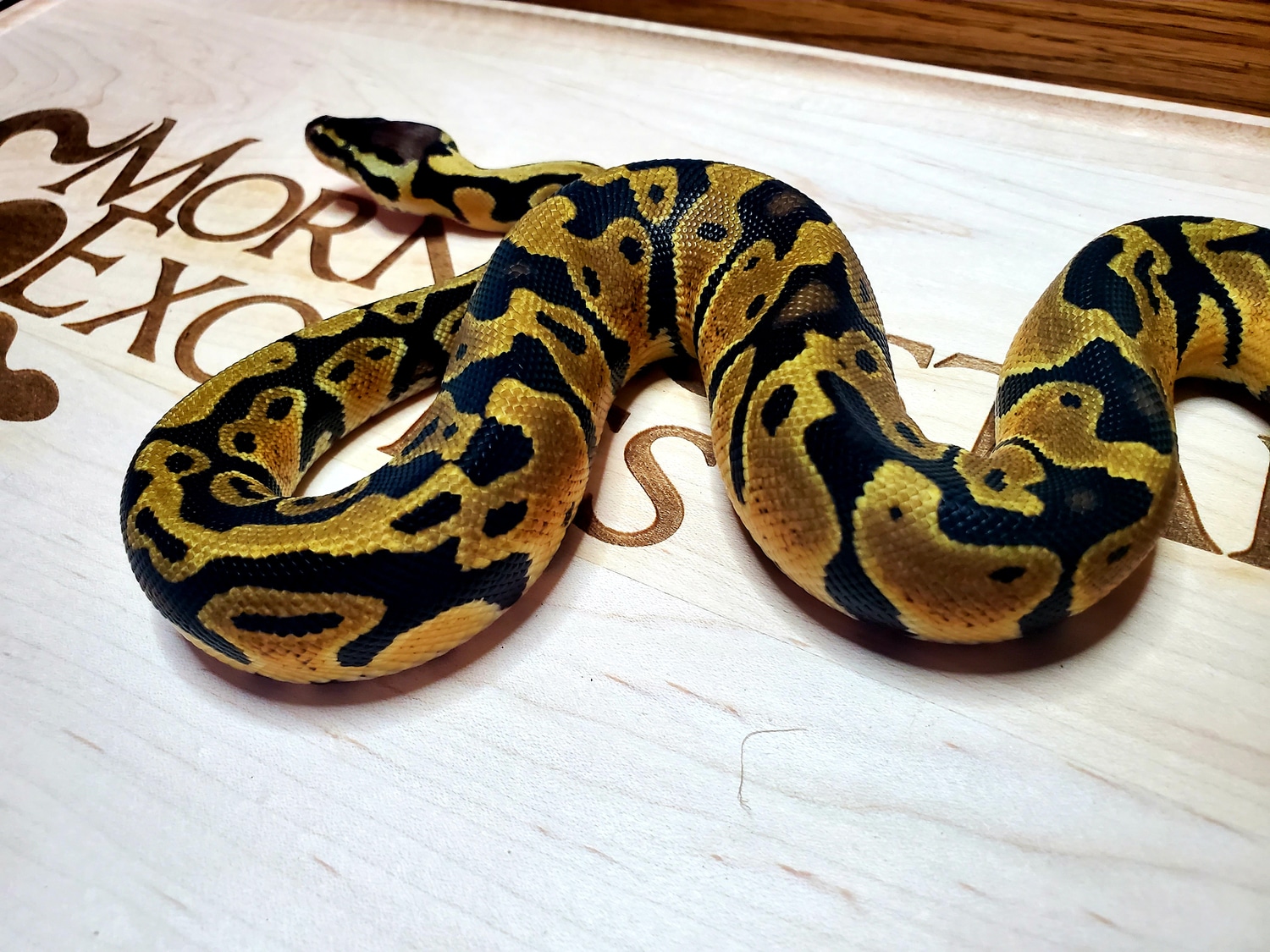 Pastel 100% Het TSK Axanthic 66% Het Clown Ball Python by Morningstar ...