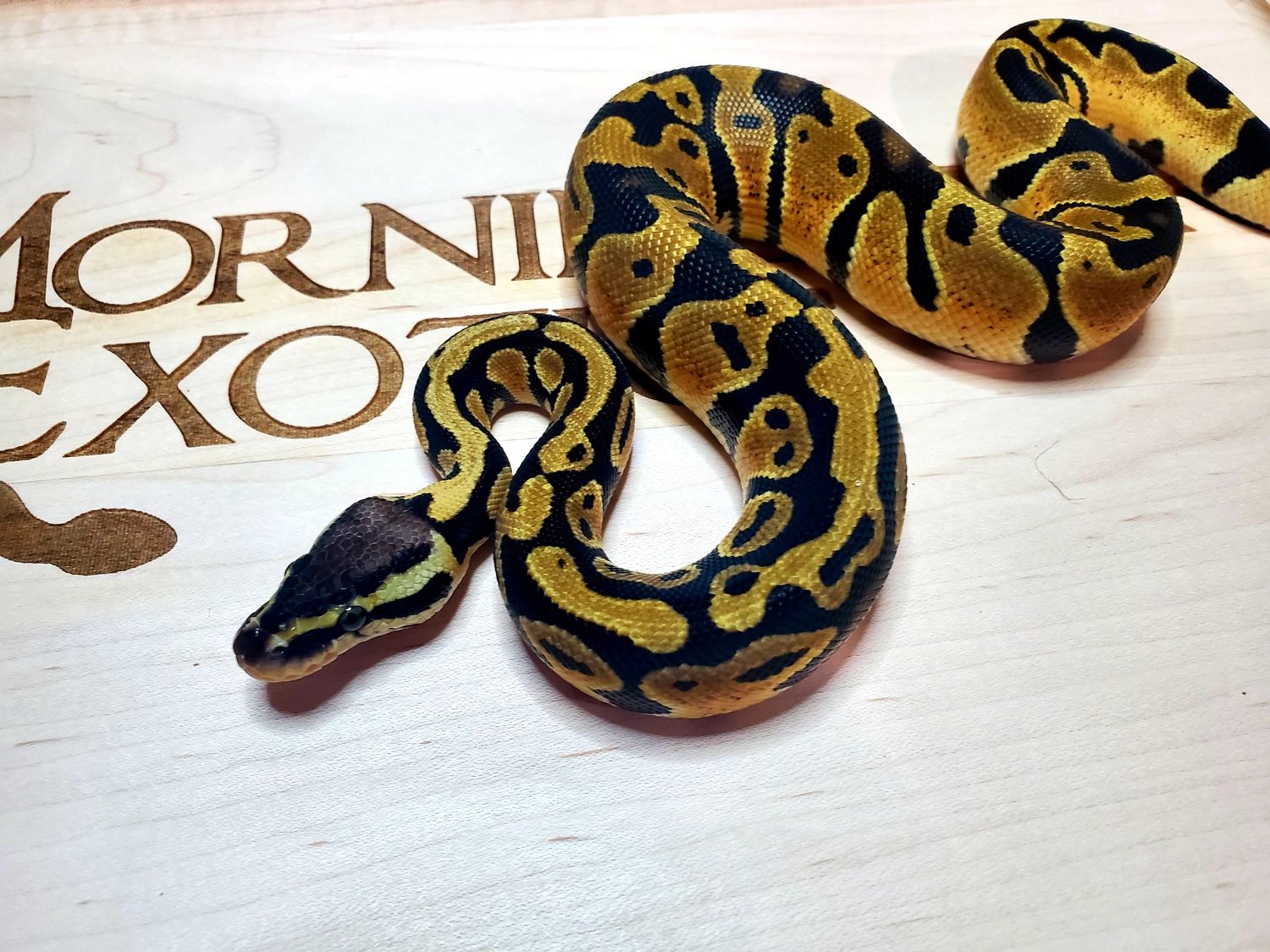 Pastel 100% Het TSK Axanthic 66% Het Clown Ball Python by Morningstar ...
