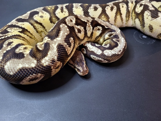 Inferno Ball Python by Morningstar Exotics