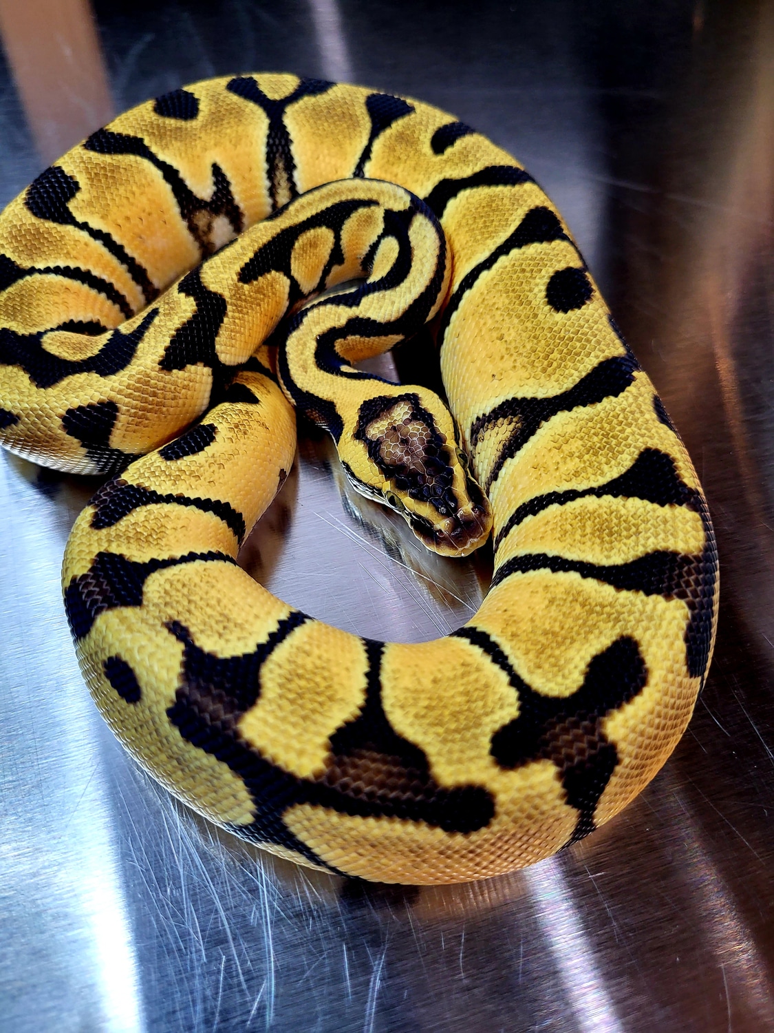 Pastel Enchi 100% Het TSK Axanthic 66% Het Clown Ball Python by ...