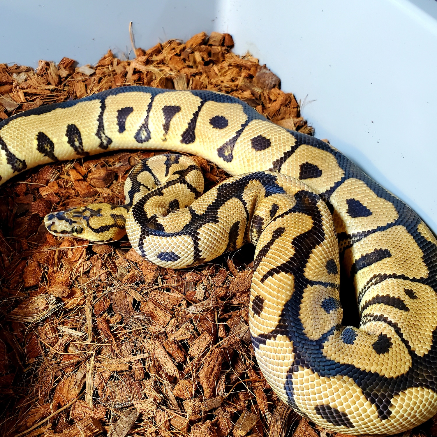 Spotnose Clown Ball Python by Morningstar Exotics - MorphMarket