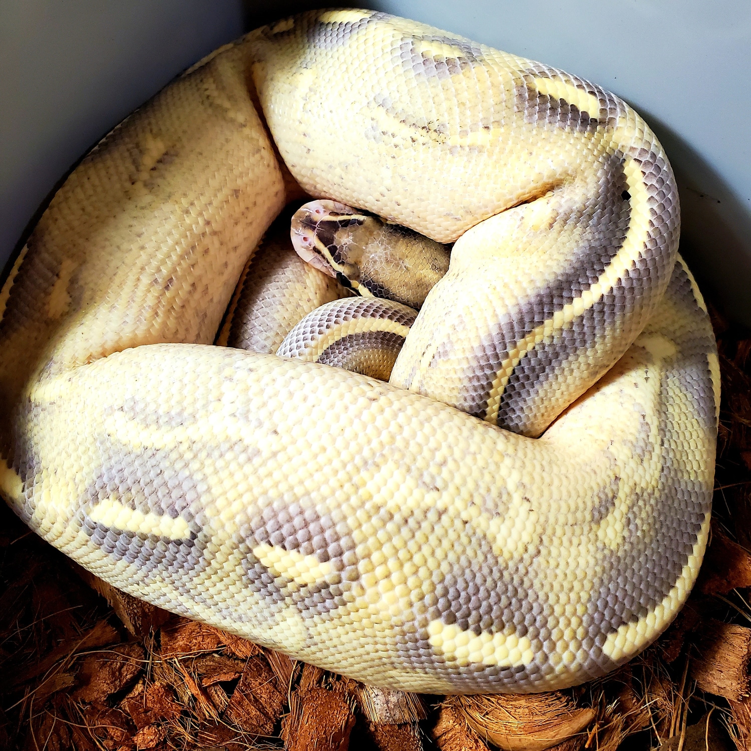 Highway 66% Het Albino Ball Python by Morningstar Exotics - MorphMarket