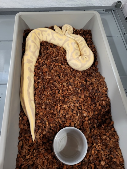 Leopard Candino Ball Python by Morningstar Exotics