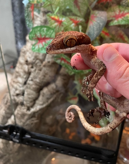 Giant Bent Toe Gecko More Gecko by NorTex Reptile