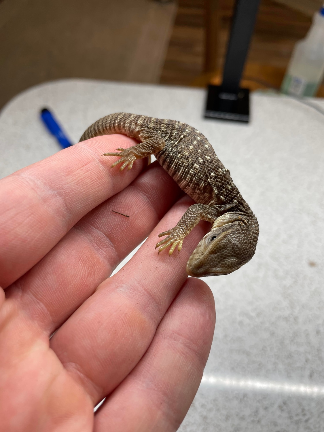 Baby Savannah Monitor by NorTex Reptile - MorphMarket