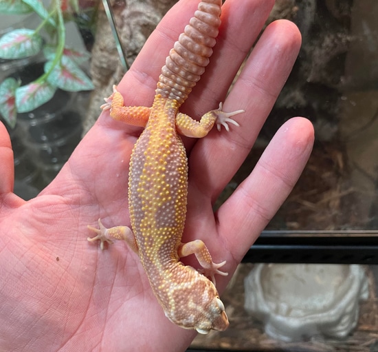Unknown Morph Female Leopard Gecko by NorTex Reptile