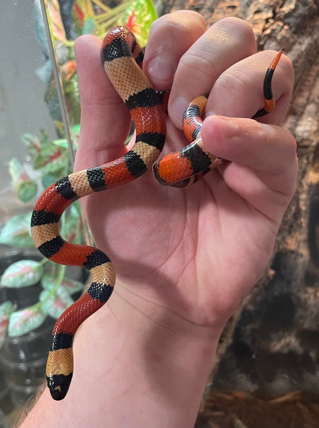 Apricot Pueblan Milk Snake by NorTex Reptile - MorphMarket