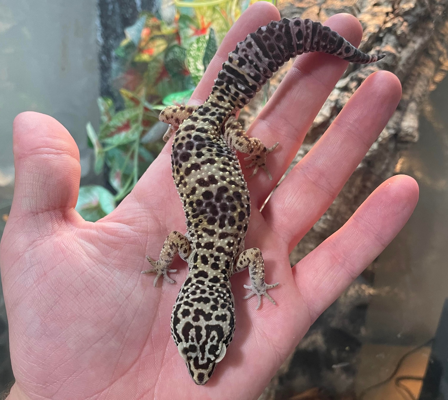 Female Normal Leopard Gecko by NorTex Reptile - MorphMarket