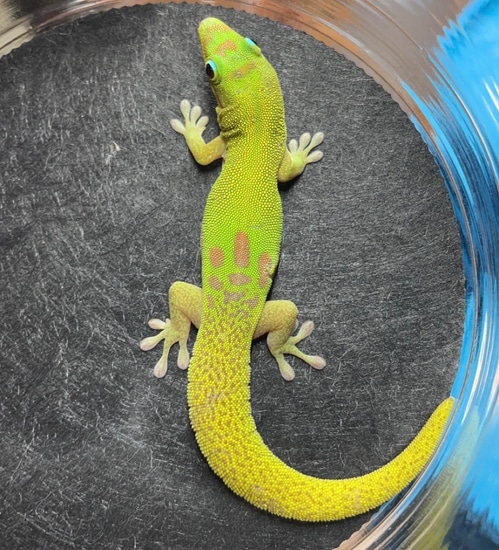 CB Adult Male Gold Dust Day Geckos by NorTex Reptile