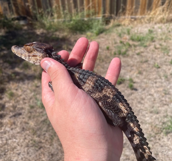 Well-Started Farmed Dwarf Caiman Cuvier's Dwarf Caiman by NorTex Reptile