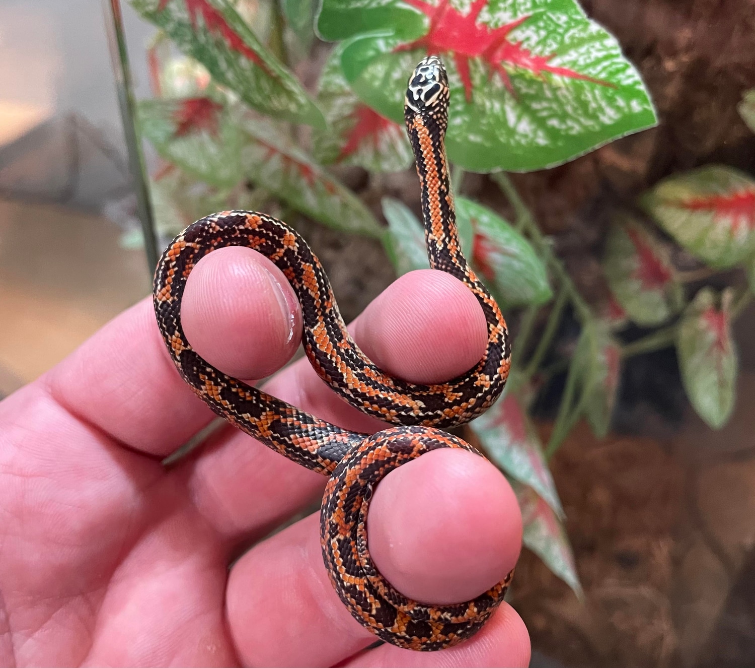 Mosaic King Snake Florida Kingsnake by NorTex Reptile - MorphMarket