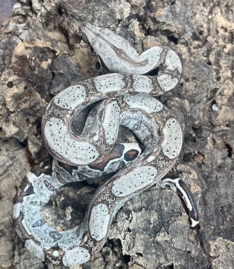 Baby Colombian Boa Boa Constrictor by NorTex Reptile