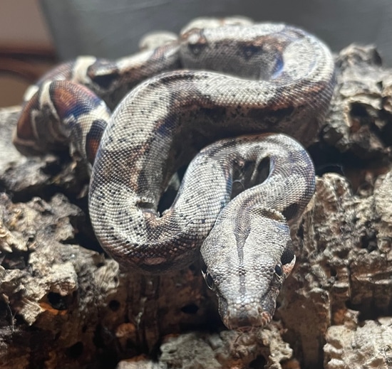 Baby Colombian Boa Boa Constrictor by NorTex Reptile