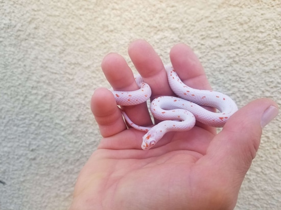 Amel Palmetto Bug Eyes Corn Snake by The Reptile Dad