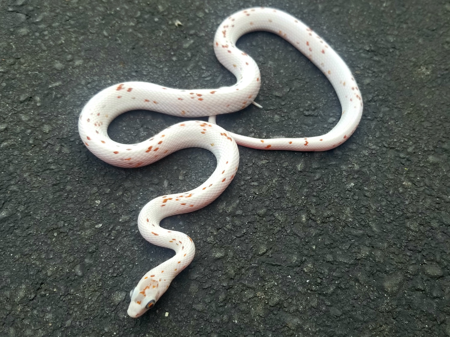 Palmetto Bug Eyes Corn Snake by The Reptile Dad - MorphMarket