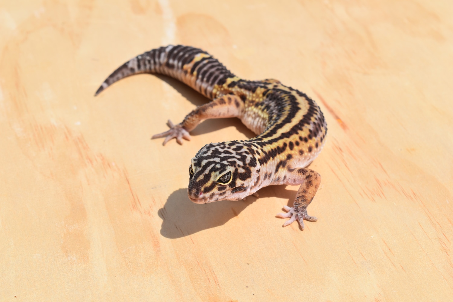 Black Night Leopard Gecko by The Reptile Jungle - MorphMarket