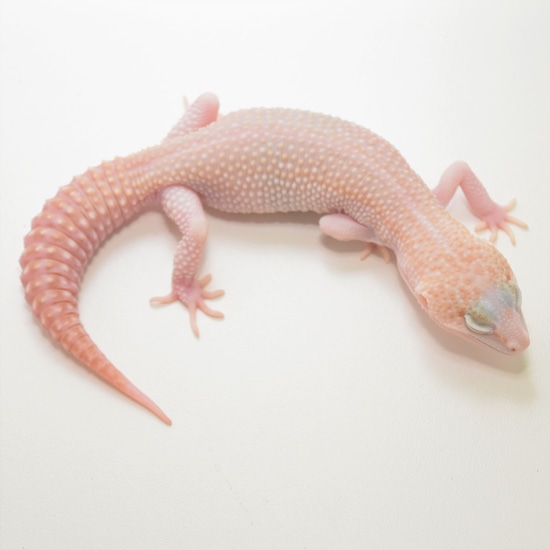 Super Mack Snow Raptor 66% Het Blizzard Leopard Gecko by The Reptile Jungle