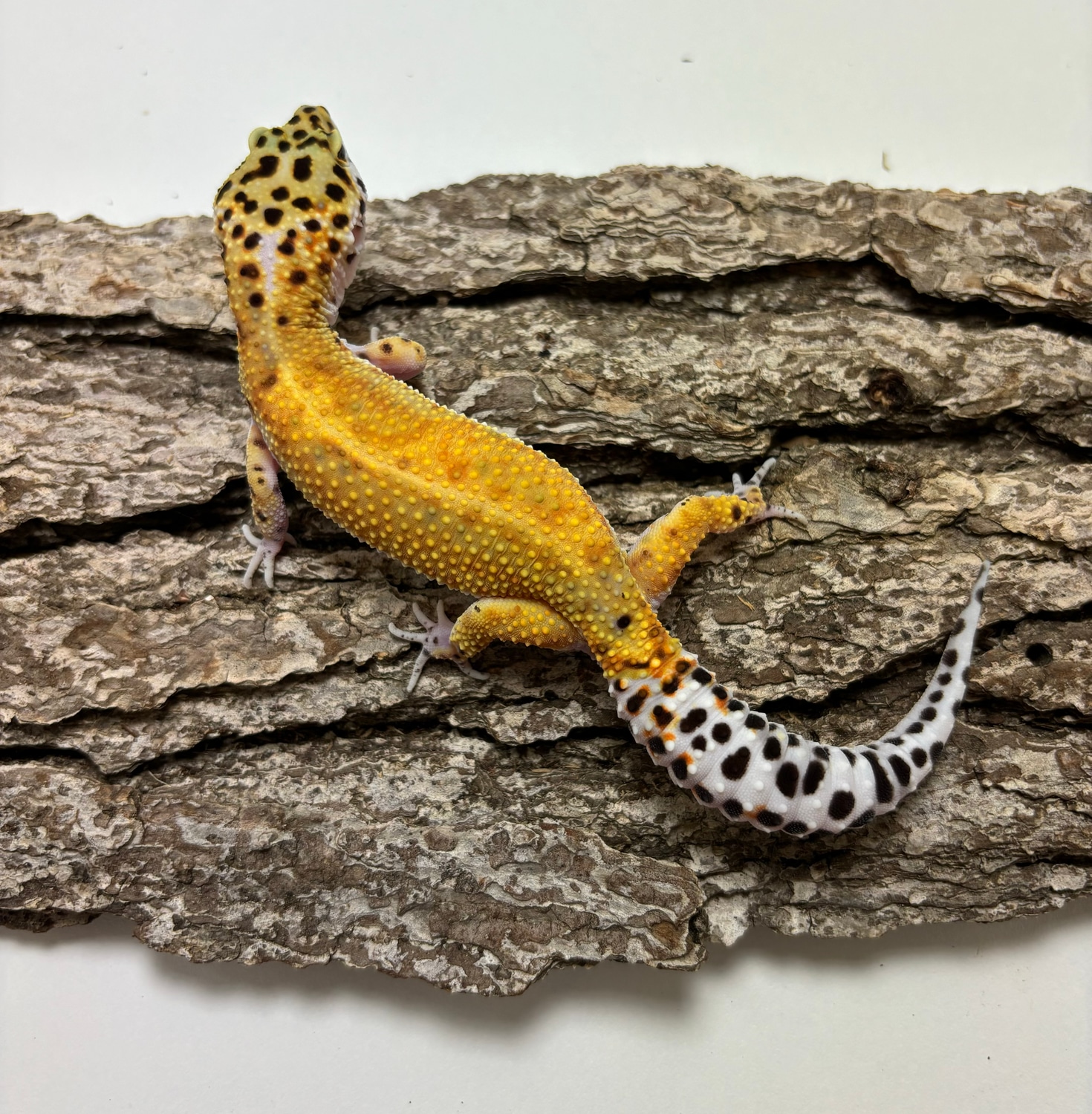 Mack Snow Electric Tangerine