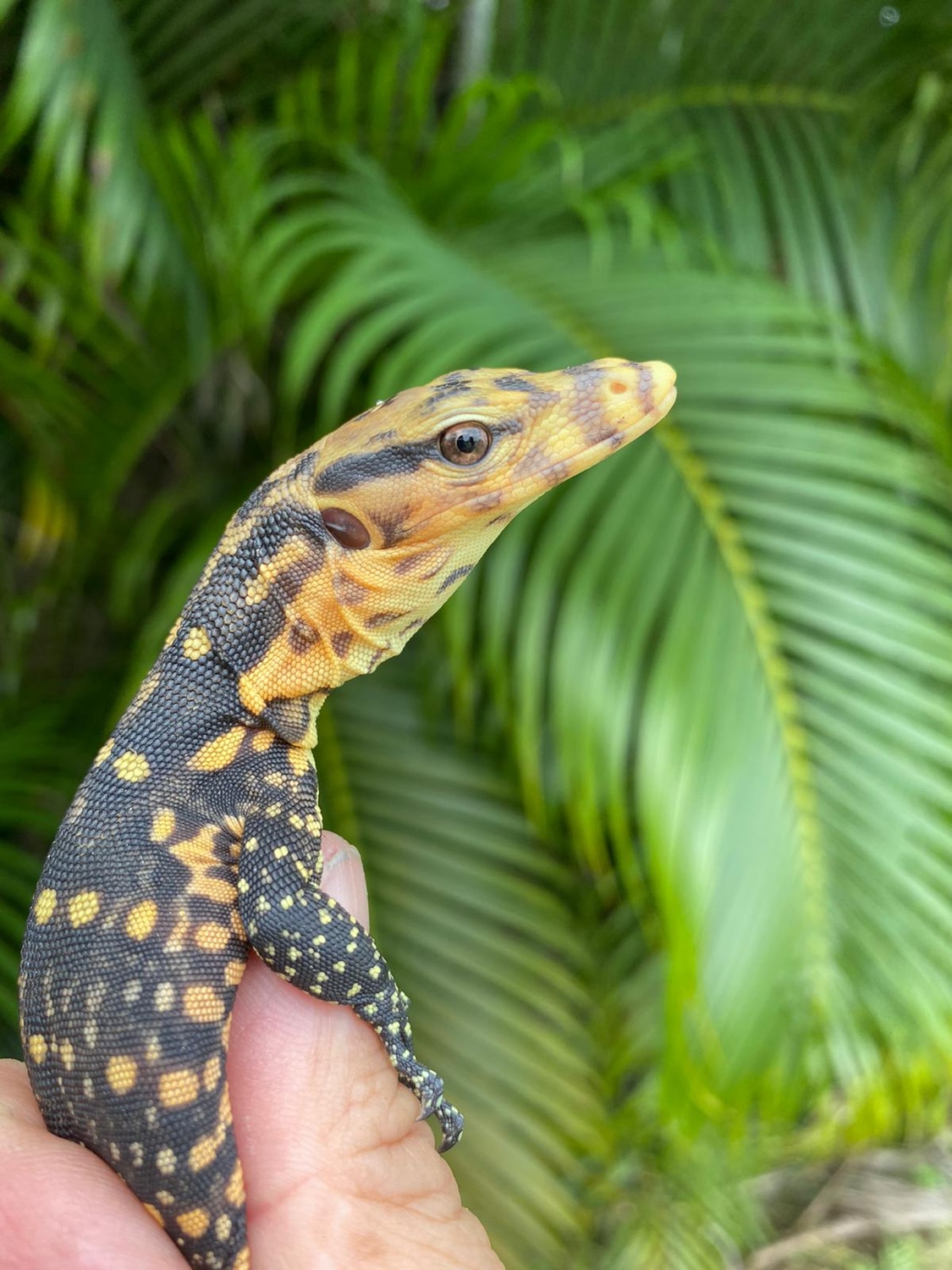 USCBB Yellow Headed (Varanus Cumingi) Water Monitor by The Reptile ...
