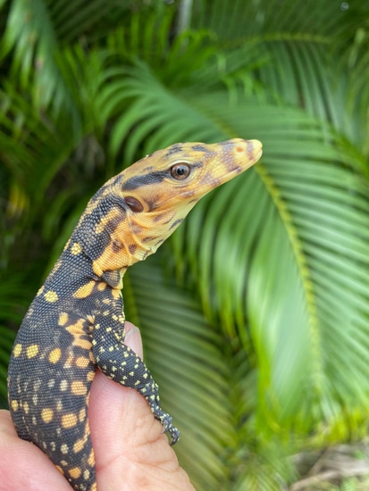 USCBB Yellow Headed Water Monitor (Varanus Cumingi) by The Reptile Ranch
