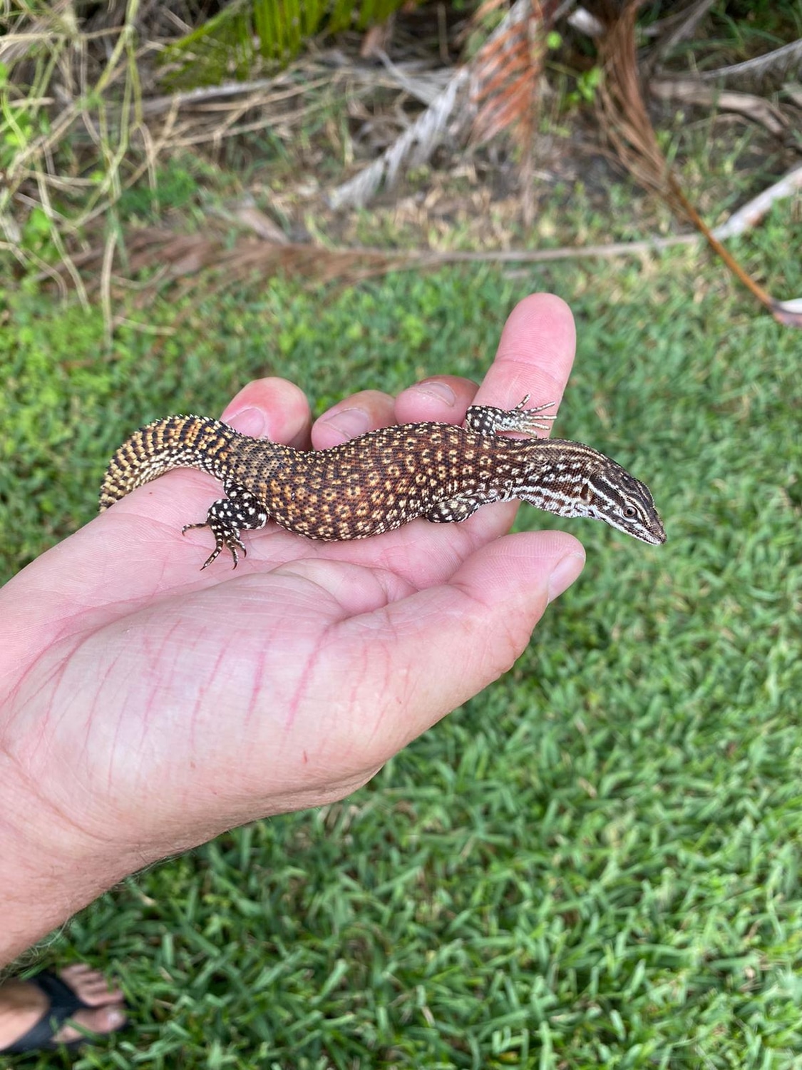 Red Ackie Monitor - 2022 Baby Other Monitor by The Reptile Ranch ...