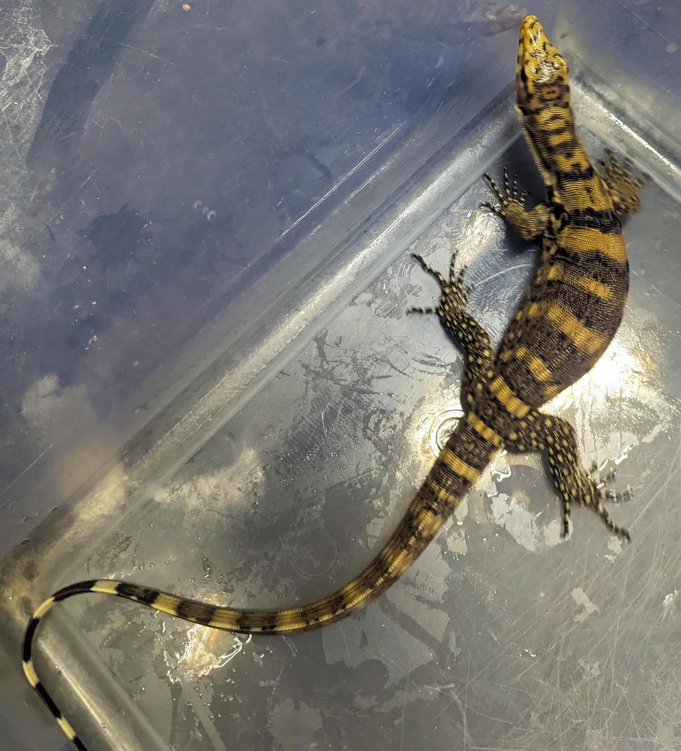 Sulphur Water Monitor by The Reptile Ranch - MorphMarket