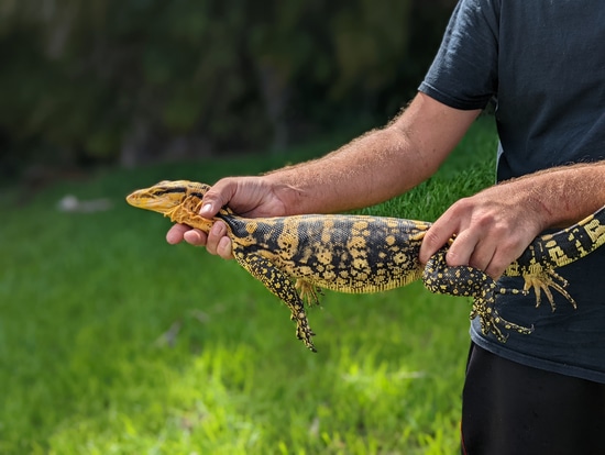 USCBB Yellow Headed Water Monitor (Varanus Cumingi) - Breeder Male ...