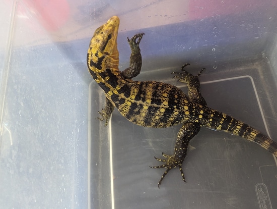 USCBB Yellow Headed Water Monitor (Varanus Cumingi) Super Friendly ...