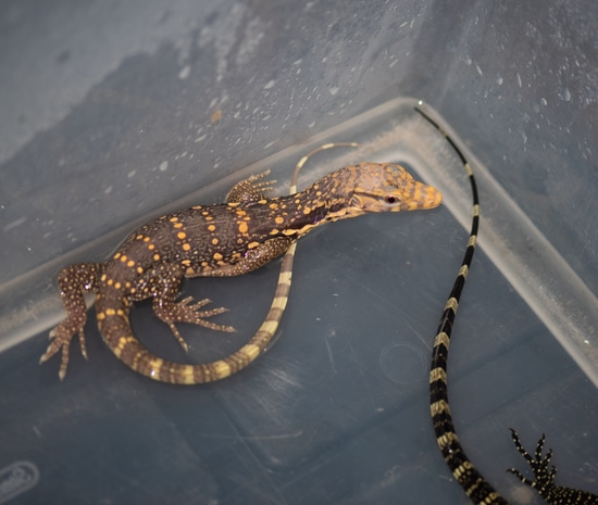 2023 T+ Albino 100% Het Sulphur Water Monitor by The Reptile Ranch