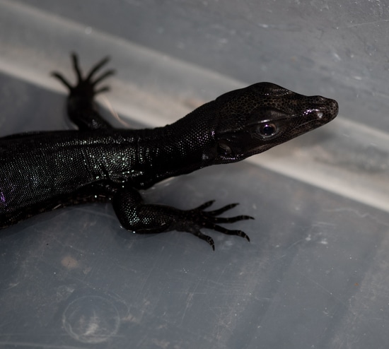 2023 USCBB Baby Black Dragon Monitor by The Reptile Ranch