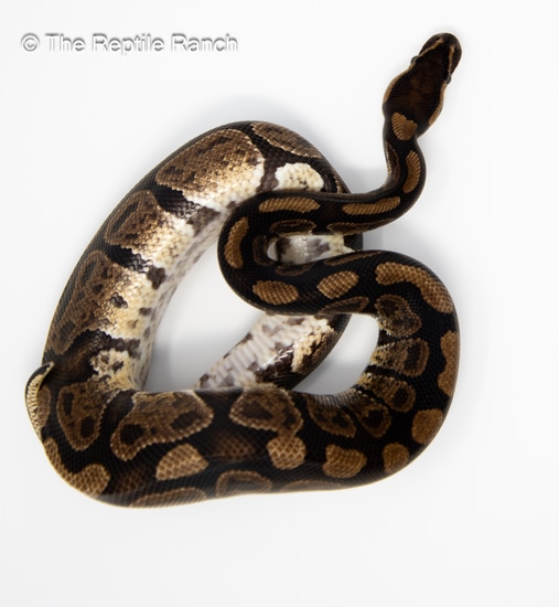 USCBB Sable Female Ball Phyton Ball Python by The Reptile Ranch
