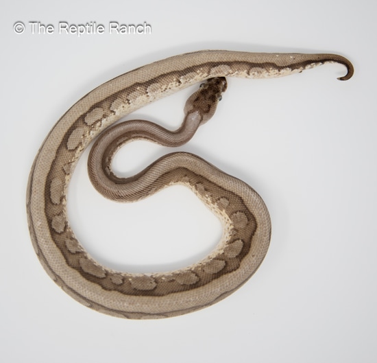 USCBB Hidden Gene Woma Superstripe Female Ball Phyton Ball Python by The Reptile Ranch