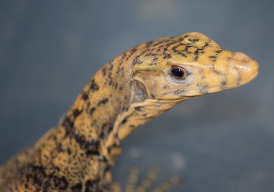2022 Sulphur 66% Het T+ Albino Water Monitor by The Reptile Ranch