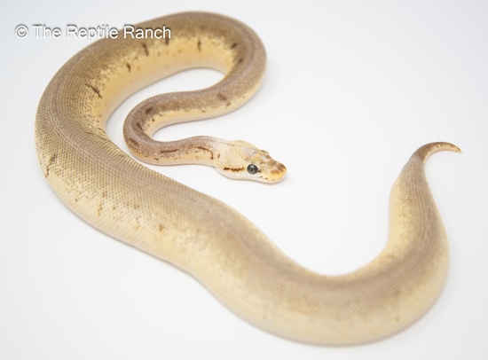 USCBB Pewter Pinstripe Spider Leopard Female Ball Phyton Ball Python by ...