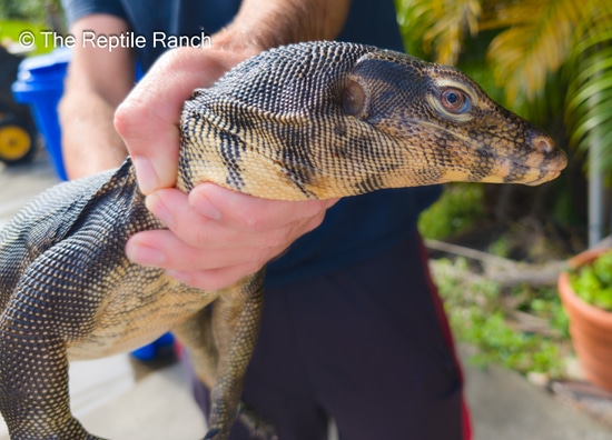 2022 USCBB 100% Het Black Dragon Water Monitor by The Reptile Ranch