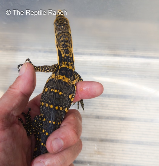 2023 100% Double Het Albino T+ / Sulphur Water Monitor by The Reptile Ranch