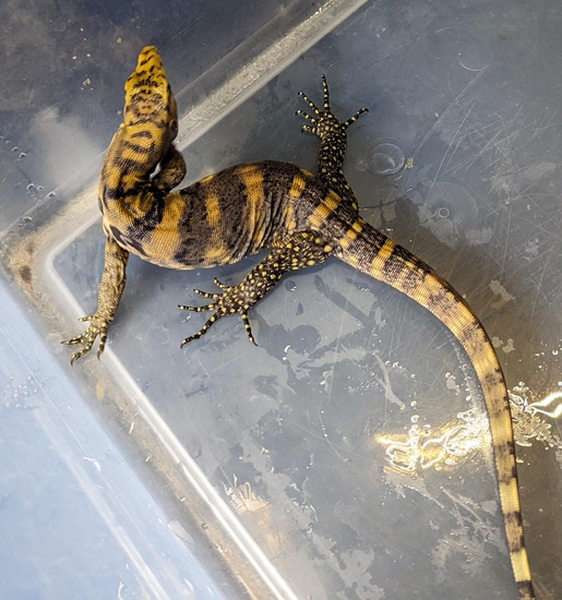 2022 USCBB Sulphur Water Monitor by The Reptile Ranch