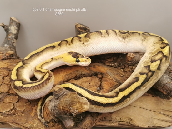 Champagne Enchi PH: Albino Ball Python by The Reptile Room