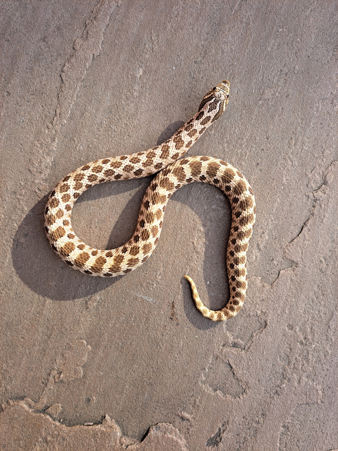 Normal 66% Het Albino, Axanthic, Lavender Western Hognose by The ...