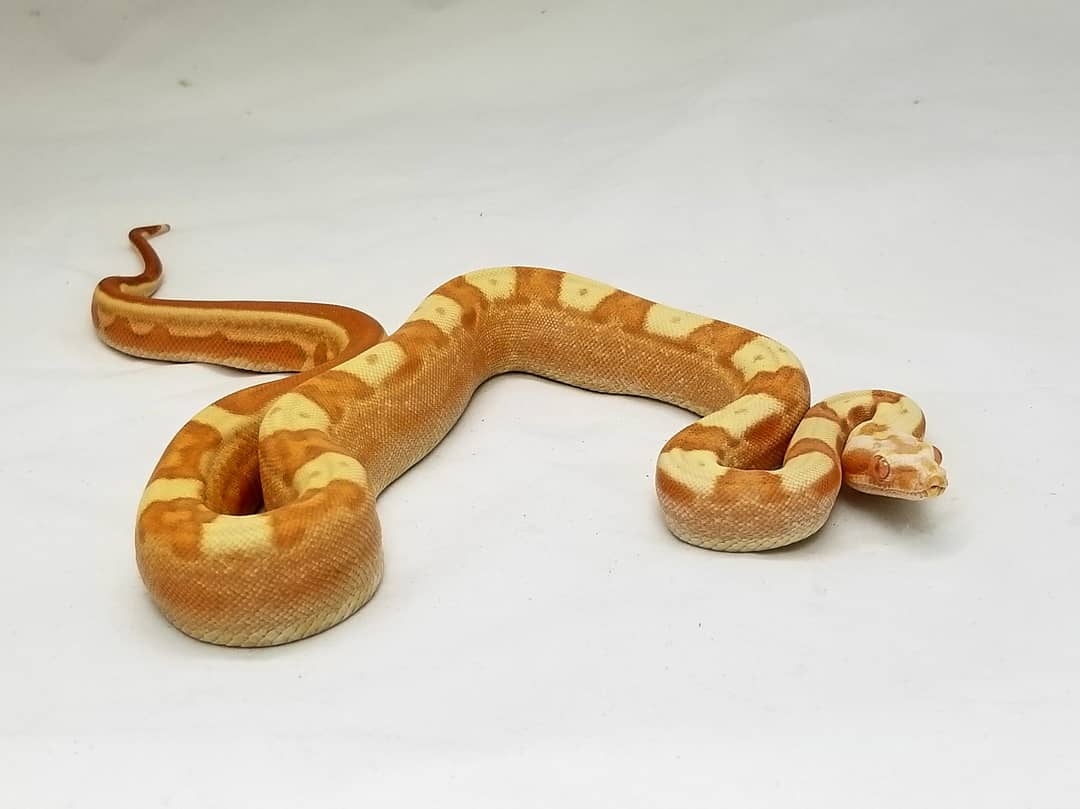 Sharp Sunglow Jungle Motley Boa Constrictor by The Reptile Shop ...