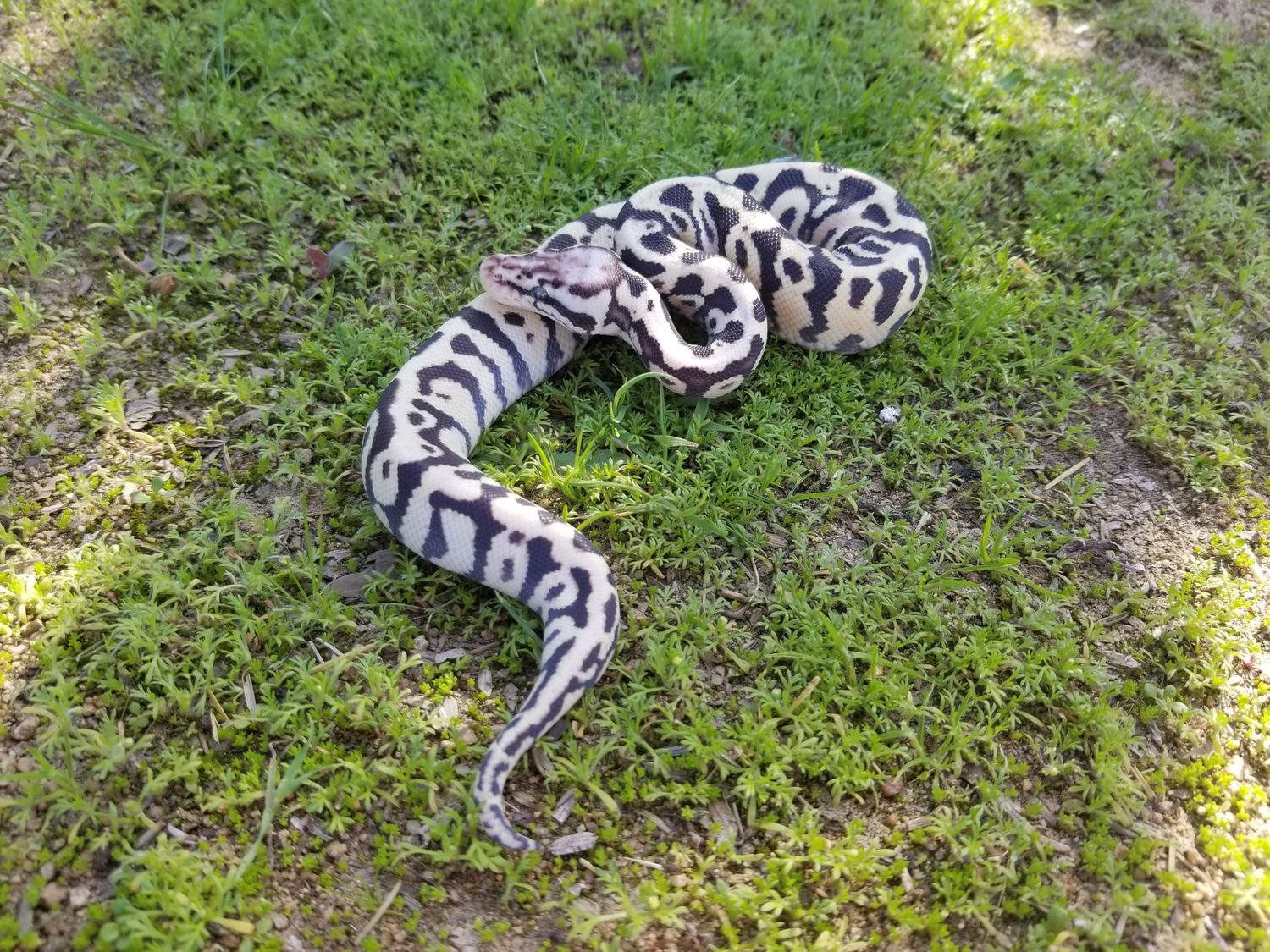 Firefly Spotnose Ball Python by The Reptile Shop - MorphMarket