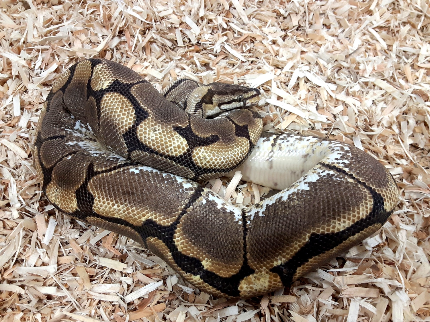 Spider Het Hypo Ball Python by The Reptile Shop - MorphMarket
