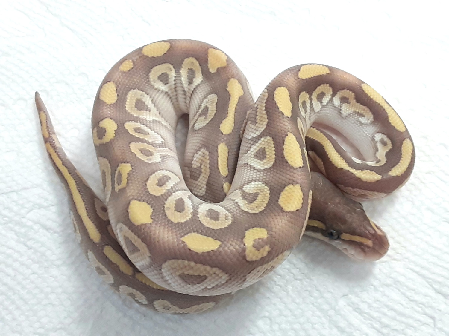 Super Mystic Ball Python by The Reptile Shop - MorphMarket