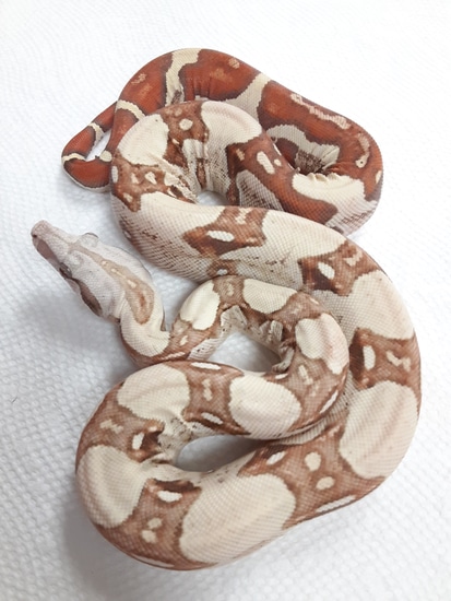 VPI Jungle T+ Albino Red Tail Boa Constrictor by The Reptile Shop