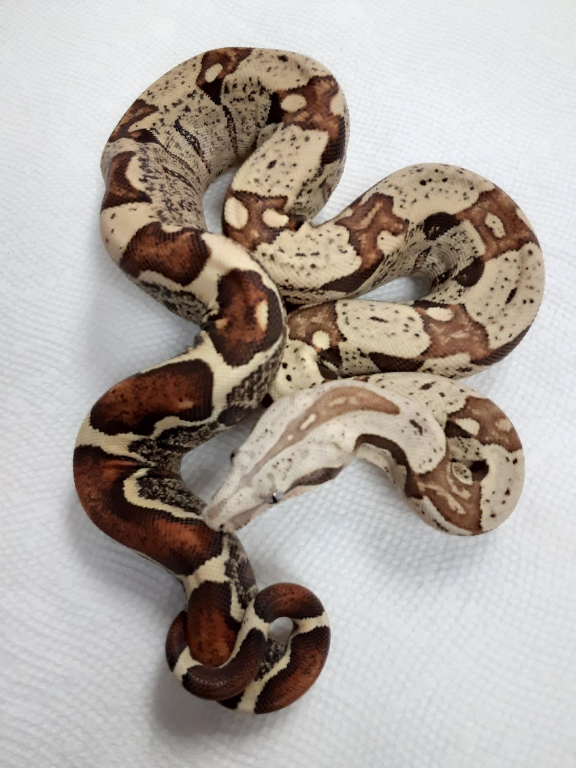 VPI Possible Het Anery RedTail Boa Boa Constrictor by The Reptile Shop ...