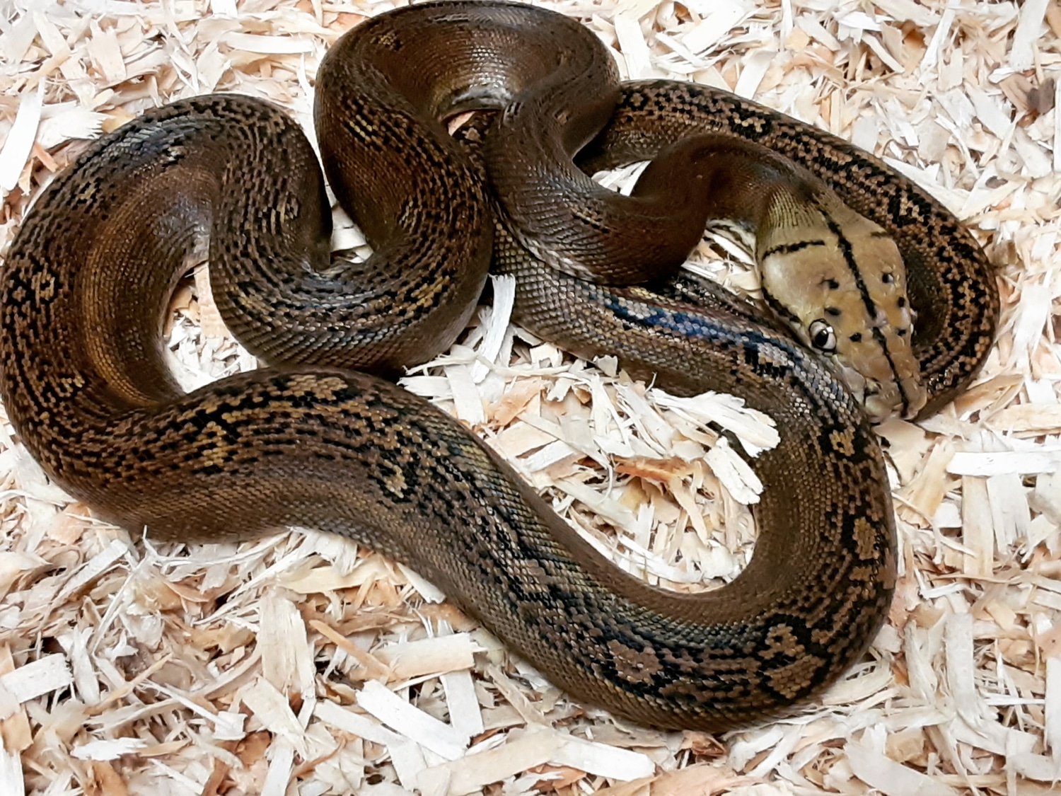 Golden Child 100% Het Purple Reticulated Python by The Reptile Shop ...